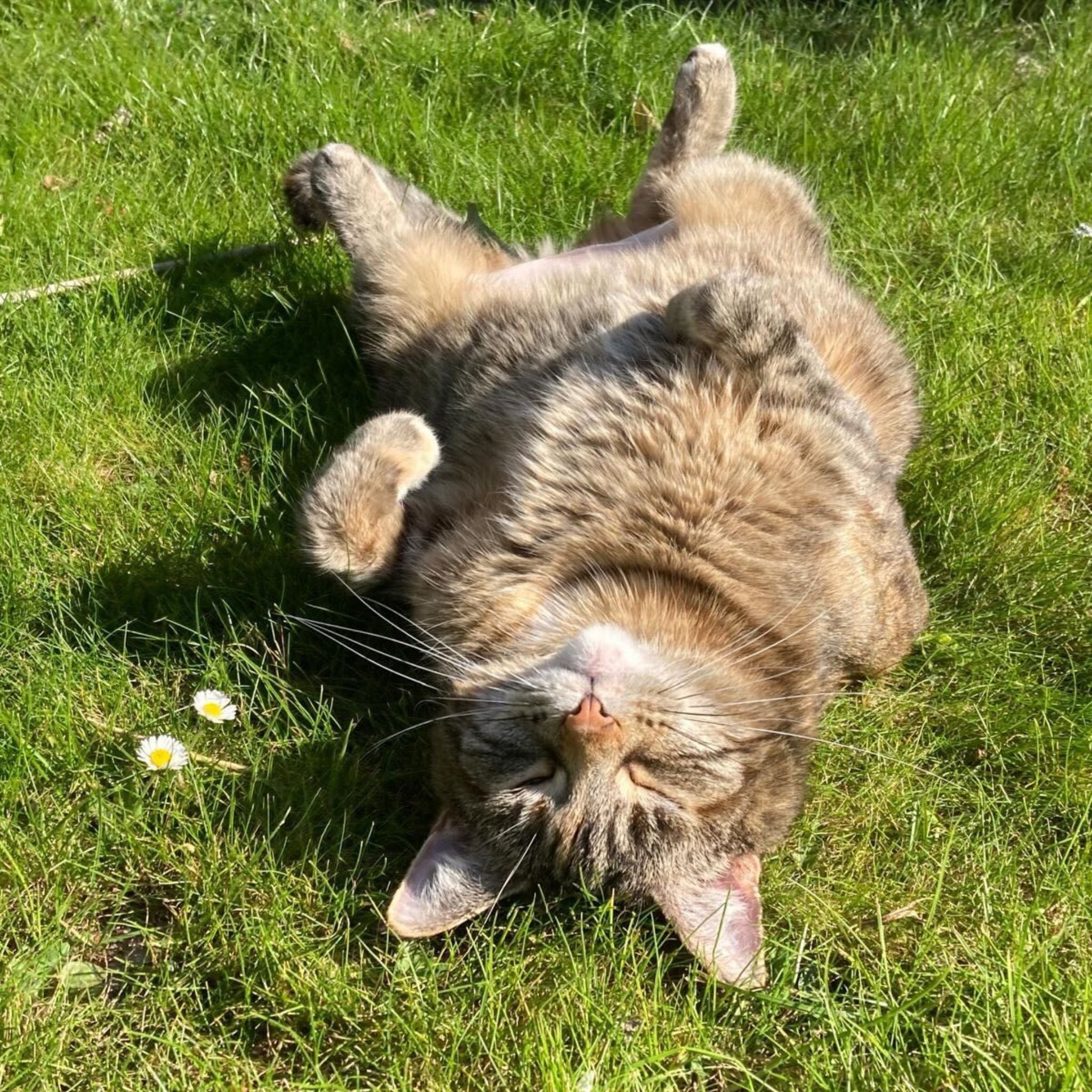 Understanding Cat Body Language: What Your Cat’s Really Saying ...